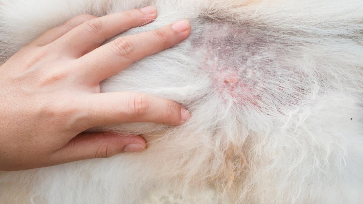 Problemas de piel en perros y gatos: cómo detectarlos a tiempo
